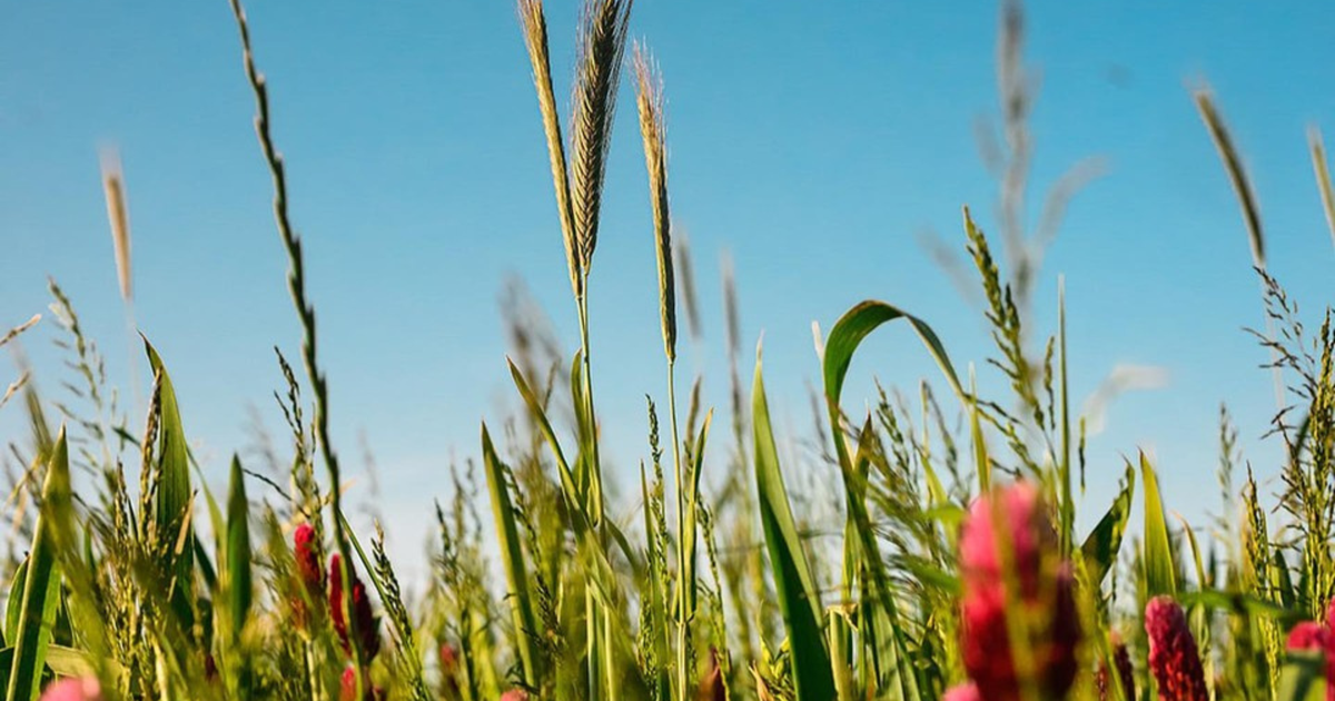 Regenerating nature with Wildfarmed | On Purpose